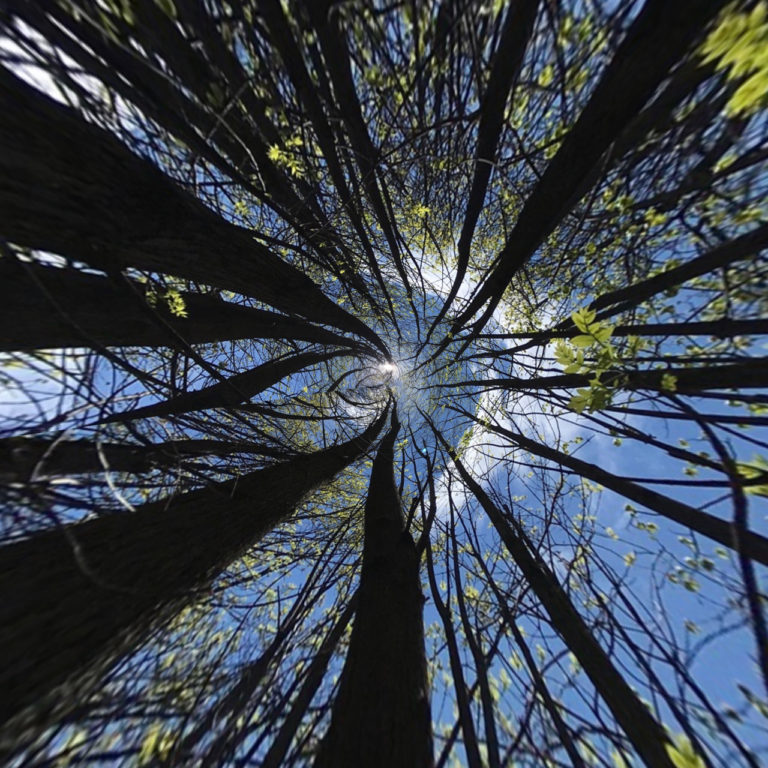 Spinning in the Treetops – Mary McDonald