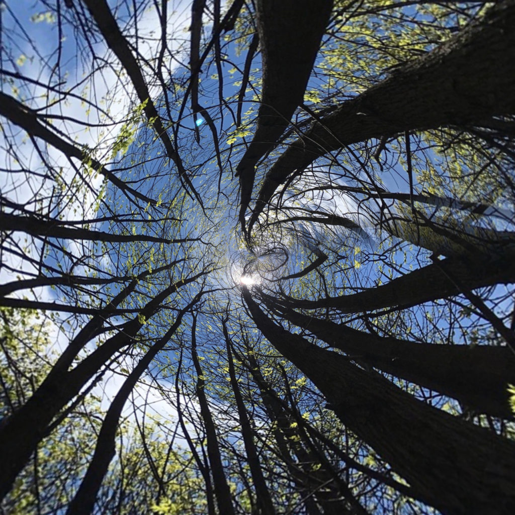 Spinning in the Treetops – Mary McDonald